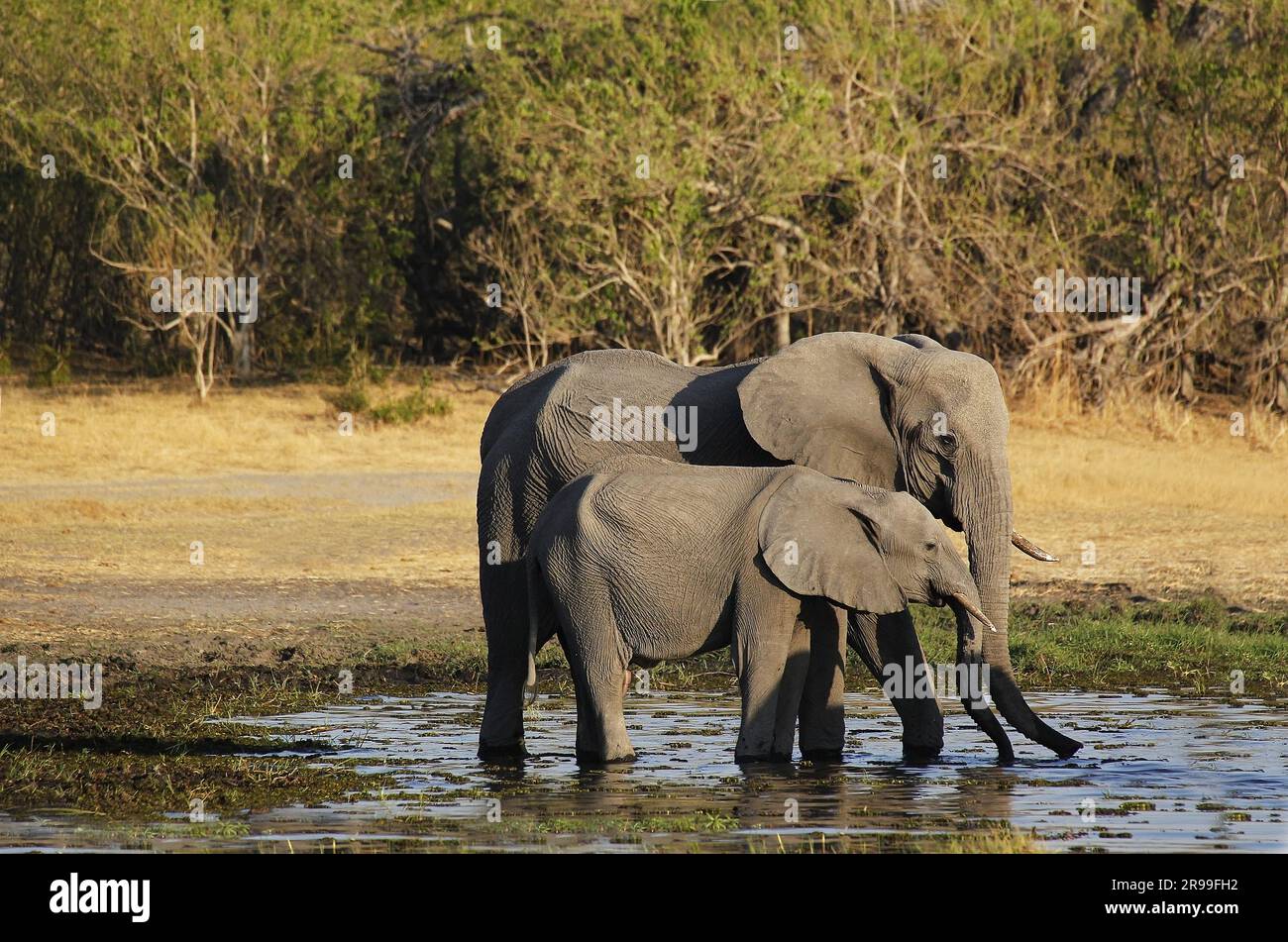 African Elephant, loxodonta africana, Mother and Calf in Khwai River ...