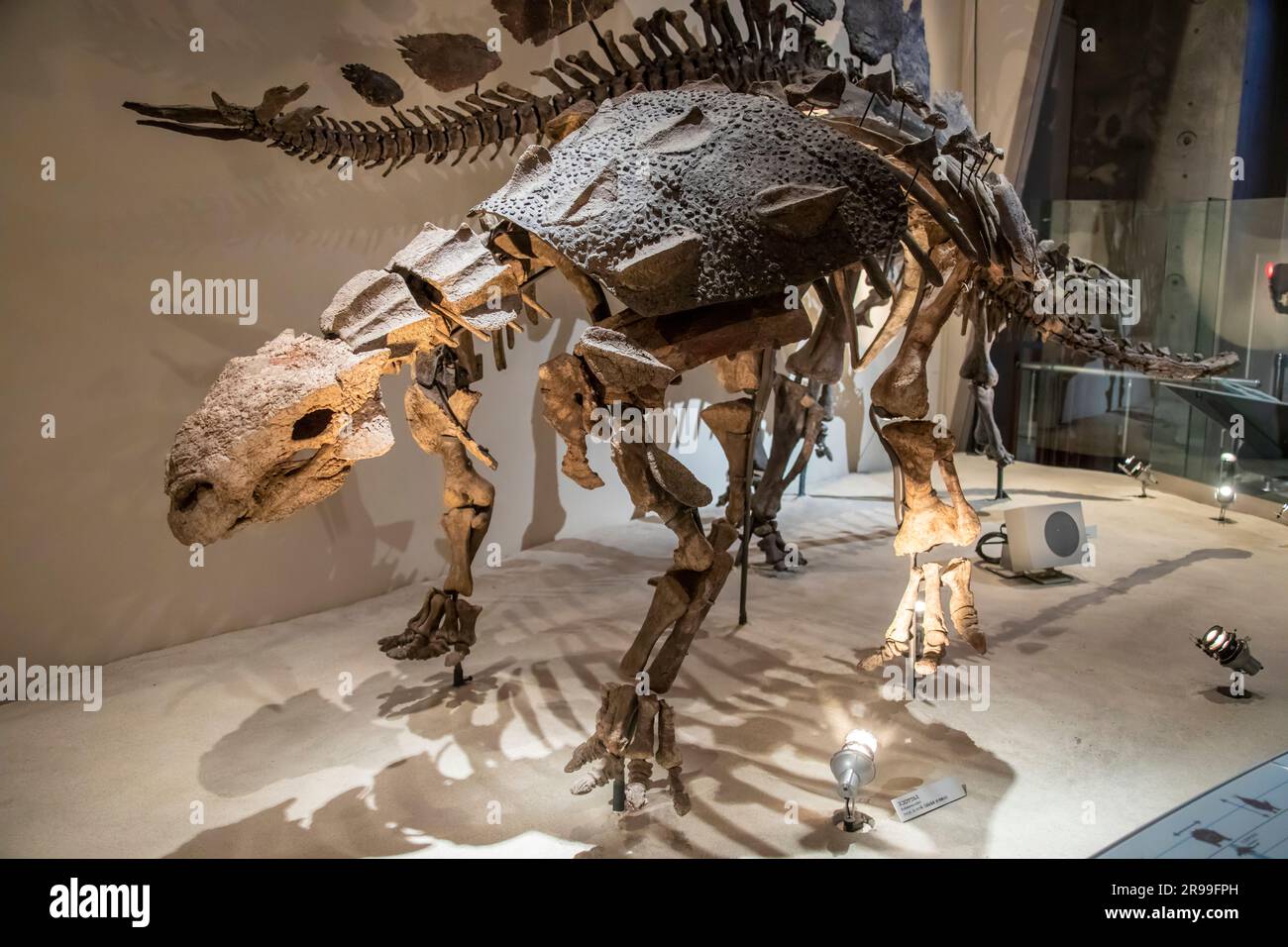 the scolosaurus cutleri in global gallery National Museum of Nature and ...