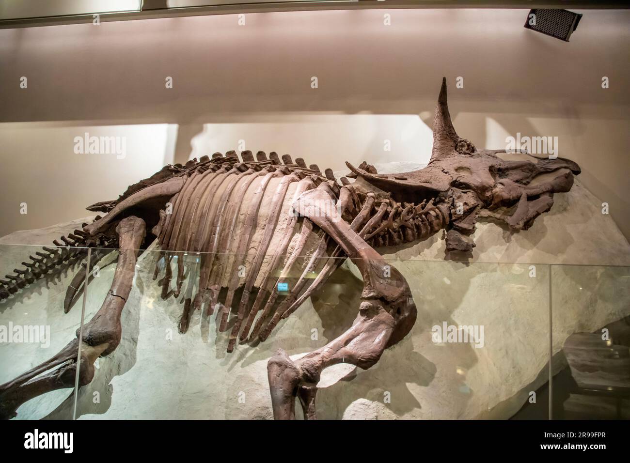 Triceratops lying on its side in in global gallery National Museum of ...