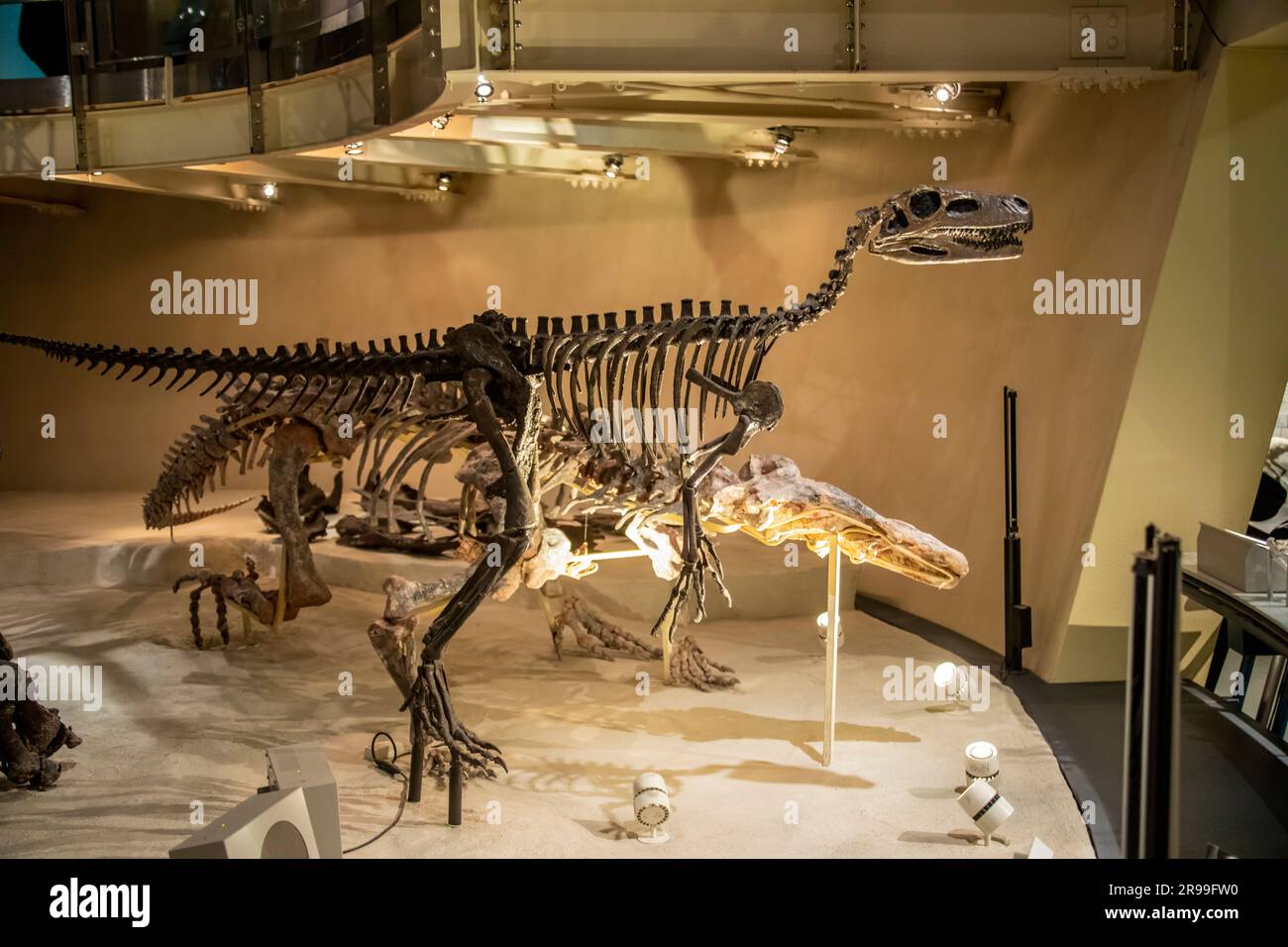 the Herrerasaurus ischigualastensis in global gallery National Museum ...