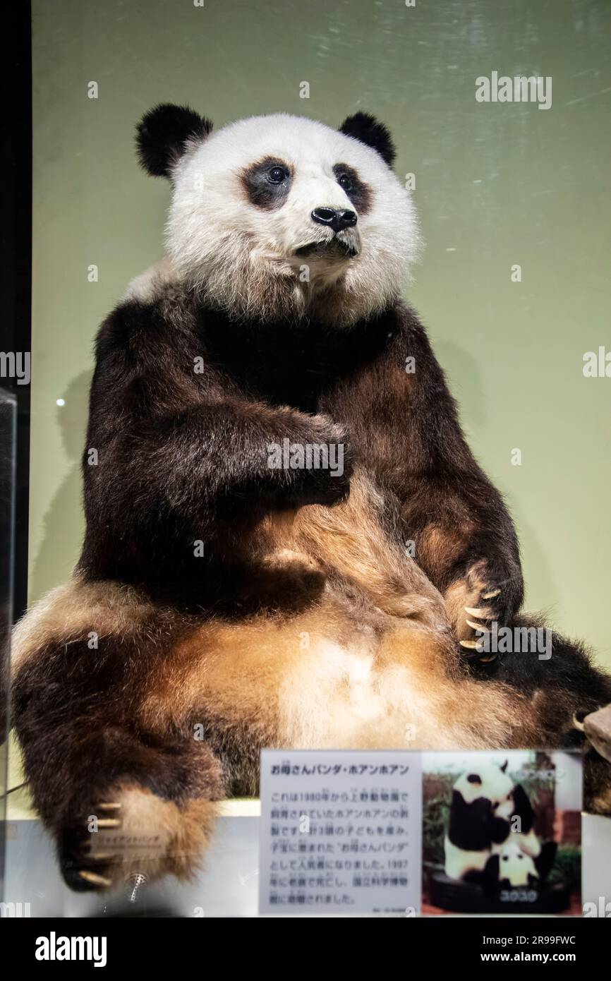 Tokyo Japan Mar 11th 2023: the Giant panda (Ailuropoda melanoleuca ...