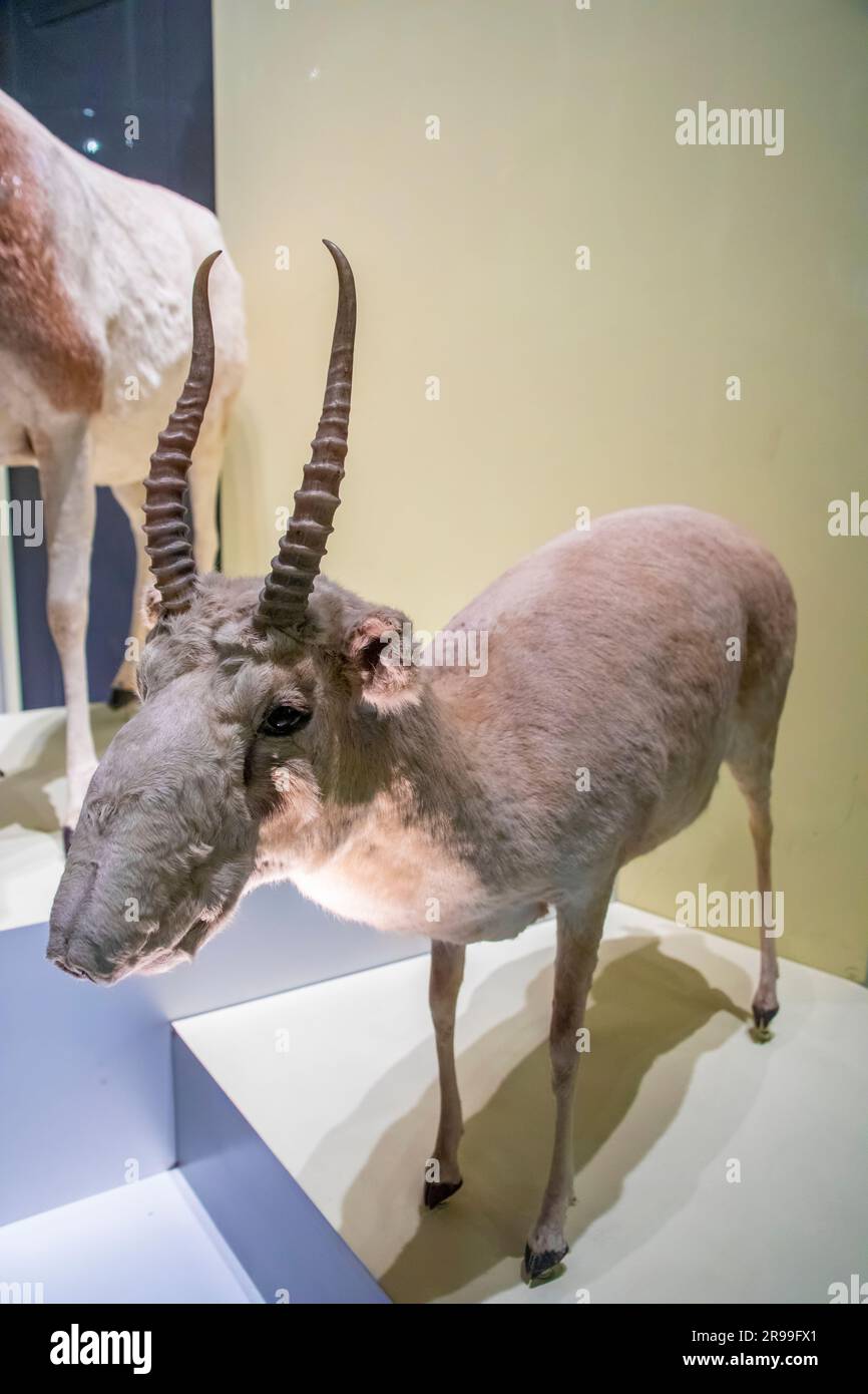 Tokyo Japan Mar 11th 2023: the saiga antelope (Saiga tatarica) specimen ...