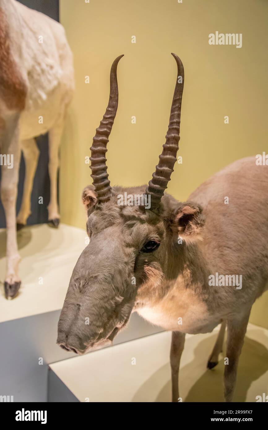 Saiga Antelope Skull