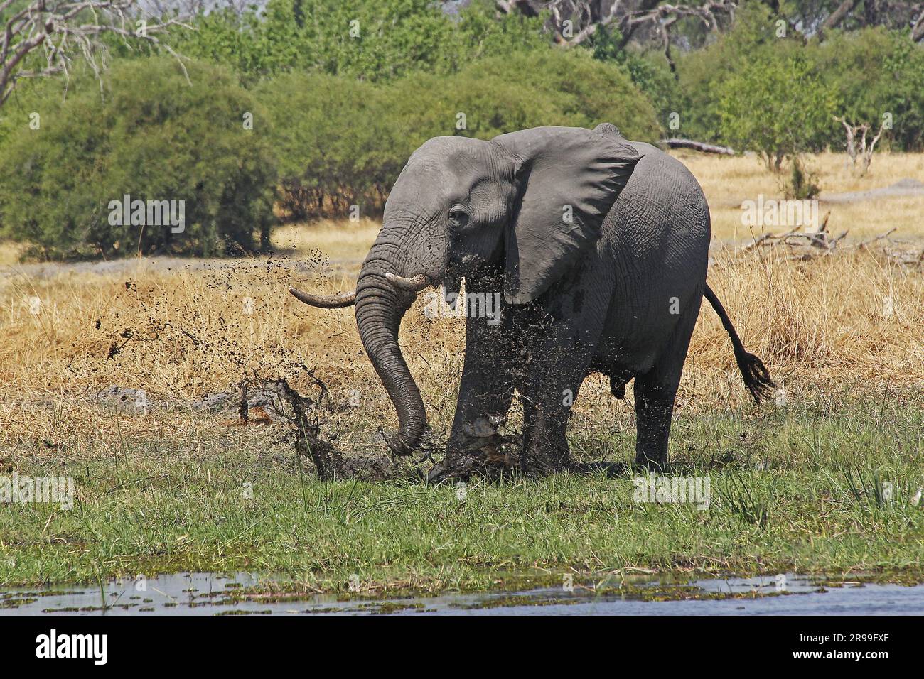 African Elephant, loxodonta africana, having Water and Mud Bath, Moremi ...