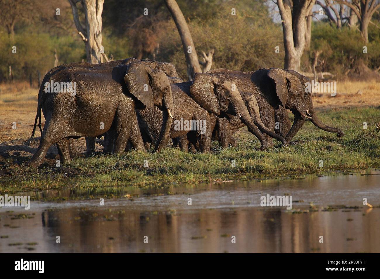 African Elephant, loxodonta africana, Herd standing in Water, Khwai ...