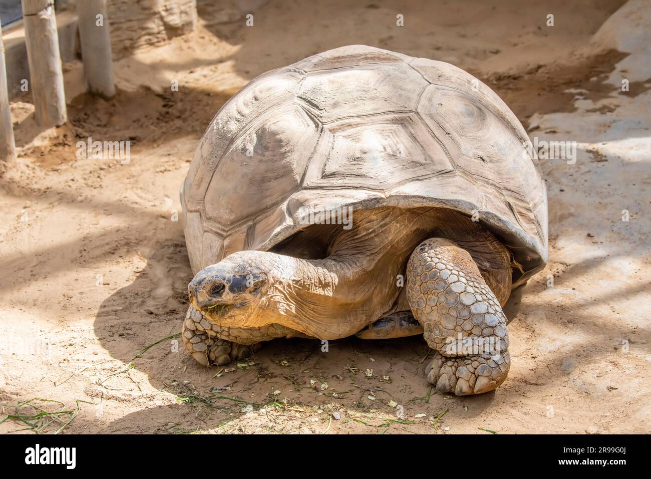 Galapagos giant tortoise (Chelonoidis niger) is a species of very large ...