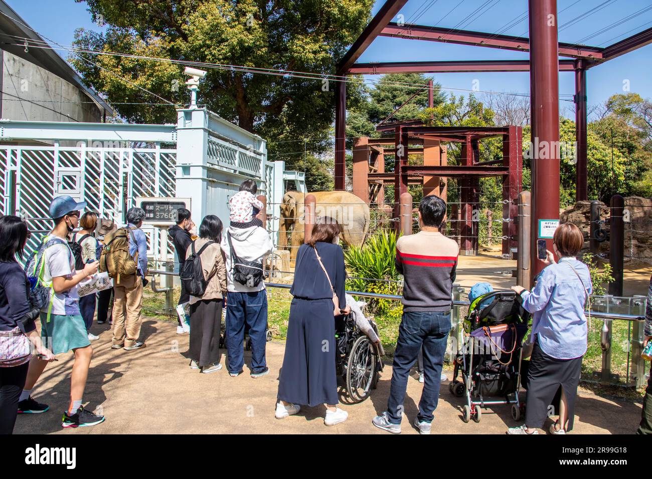 Tokyo Japan 11th Mar 2023: tourist are watching Asian elephant (Elephas ...