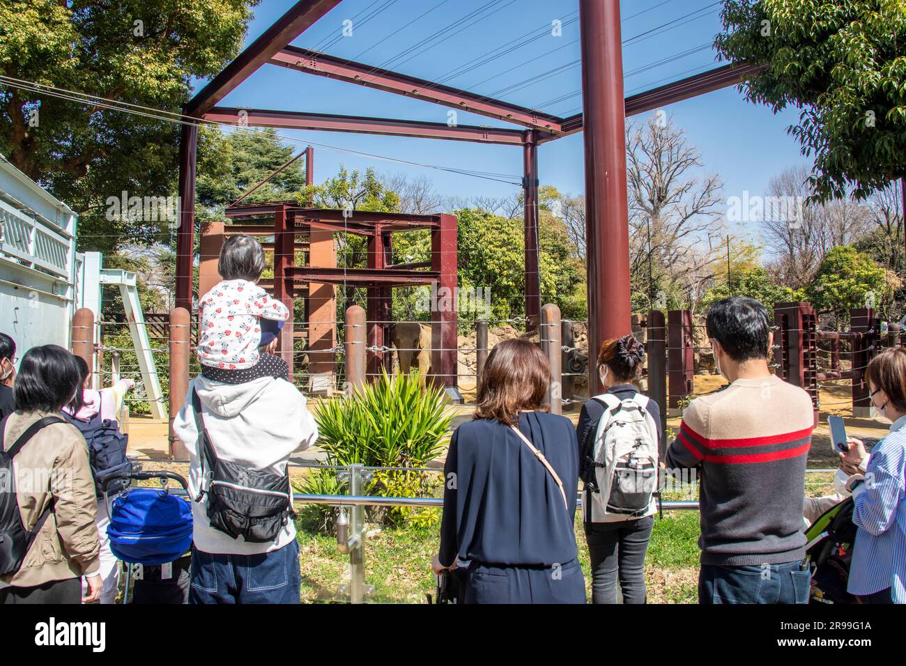 Tokyo Japan 11th Mar 2023: tourist are watching Asian elephant (Elephas maximus) in the Ueno zoo ...