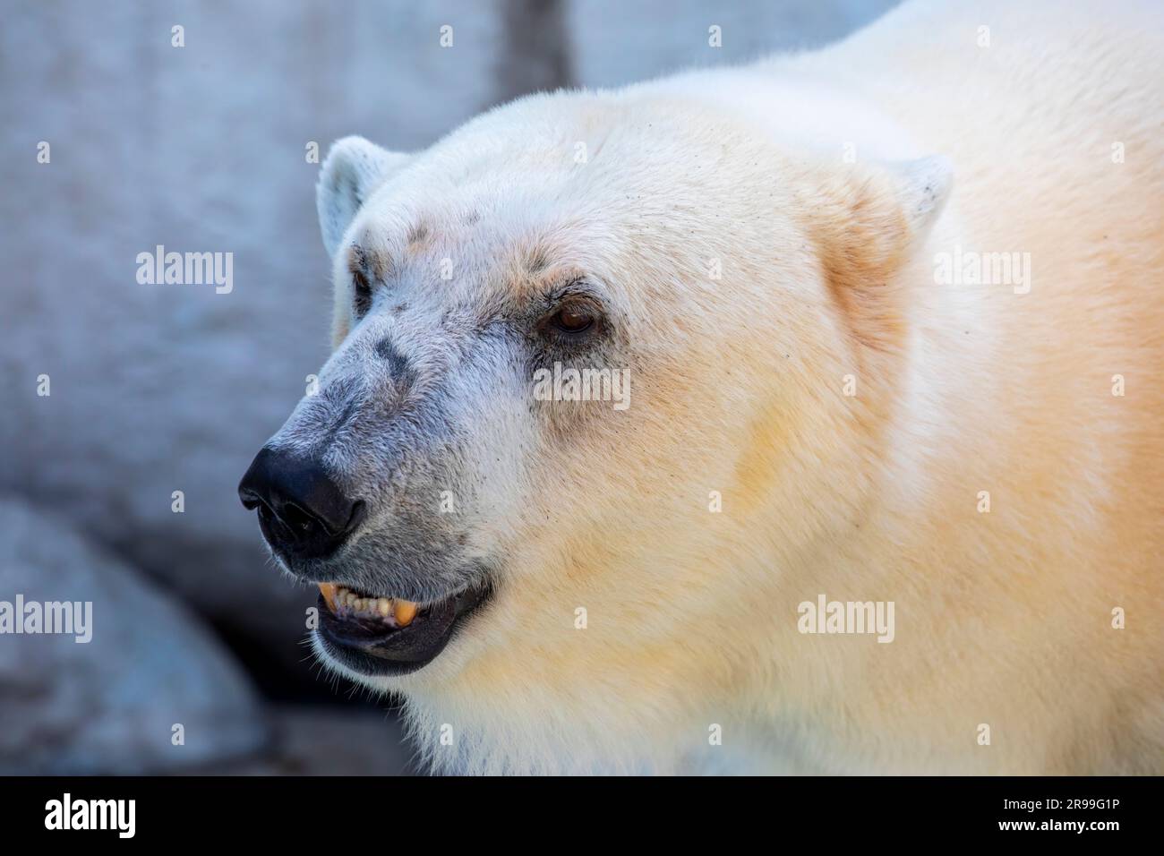 The polar bear (Ursus maritimus) is a hypercarnivorous bear whose ...