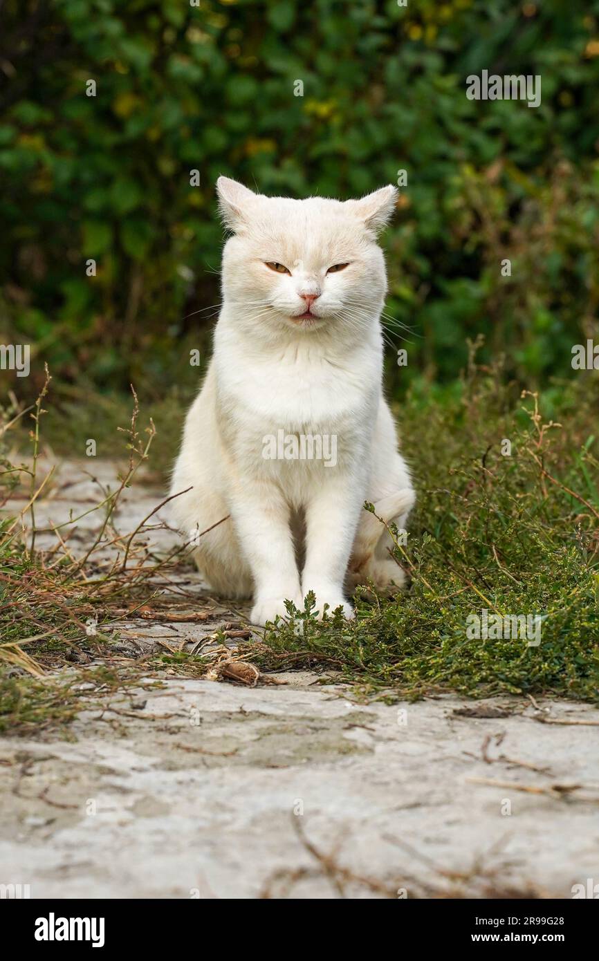 Cunning smiley hi-res stock photography and images - Alamy