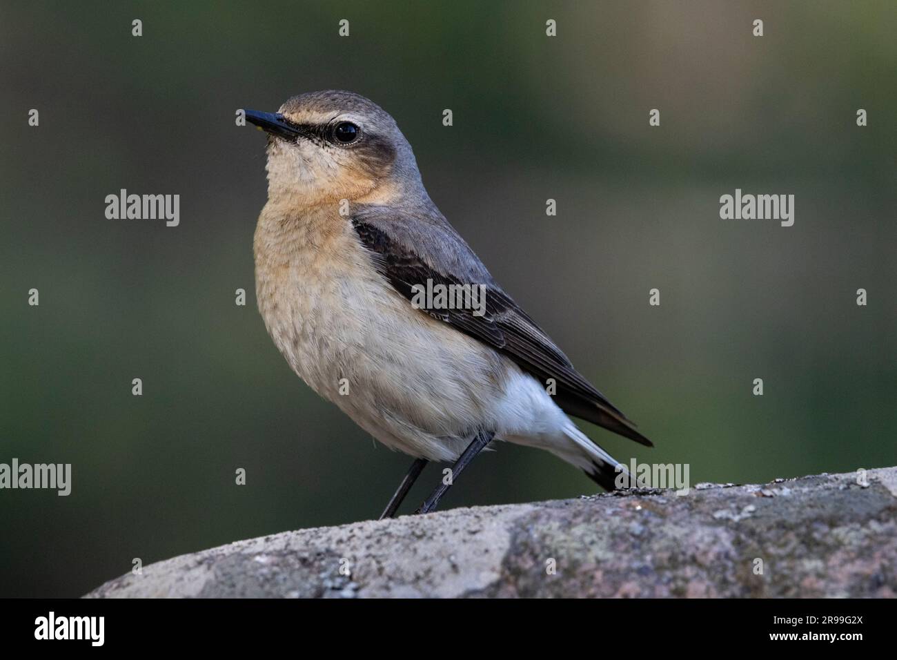 Kesalla hi-res stock photography and images - Alamy