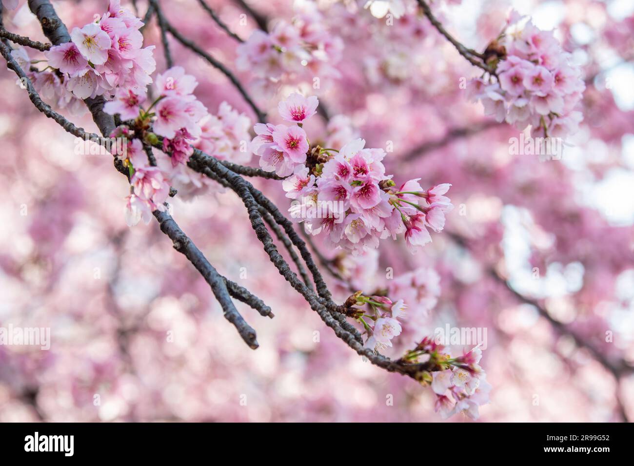 the closeup image of Cherry blossom in Ueno Park of Tokyo Japan. Home ...