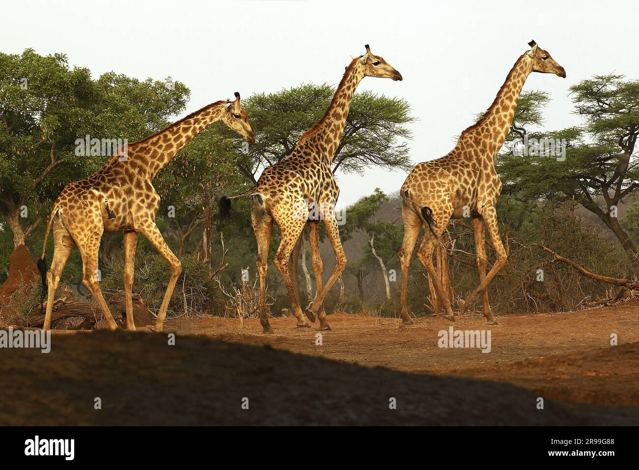 Giraffe near river hi-res stock photography and images - Alamy