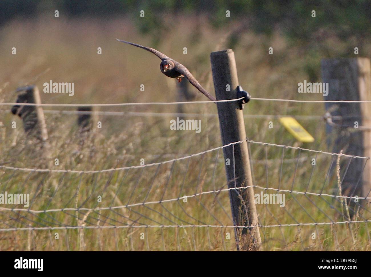 Red-footed Falcon (Falco vespertinus) immature male flying to post with ...