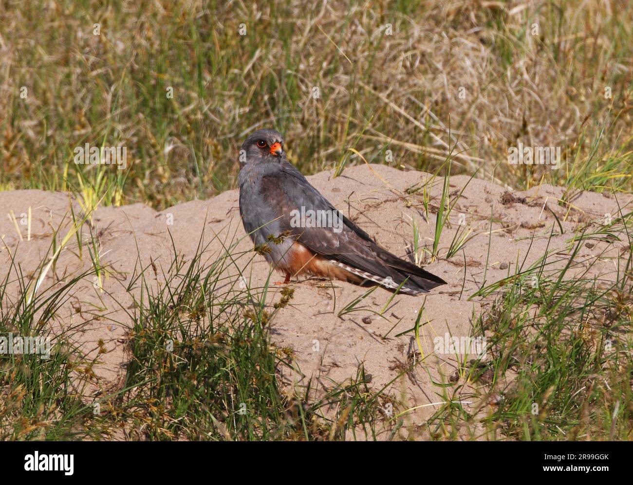 Red-footed Falcon (Falco vespertinus) immature male standing on sandy ...