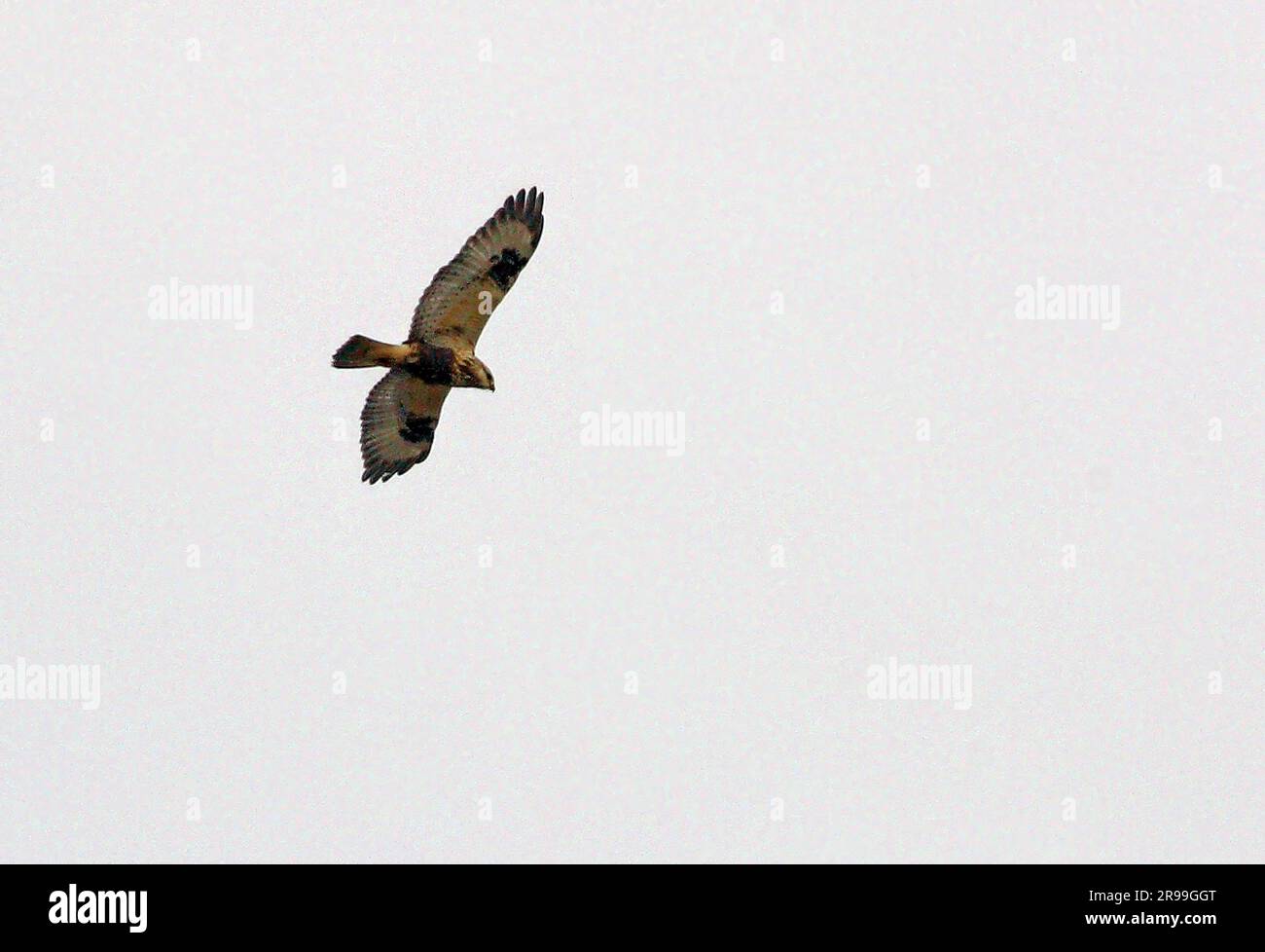 Rough legged buzzard uk flying hi-res stock photography and images - Alamy