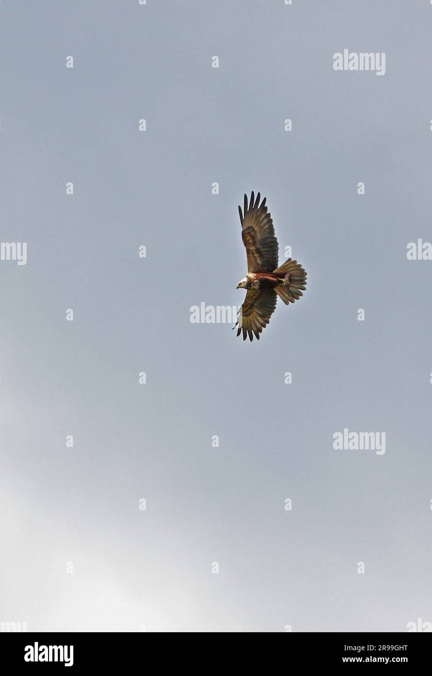 Western Marsh Harrier (Circus aeruginosus) adult female in flight with ...