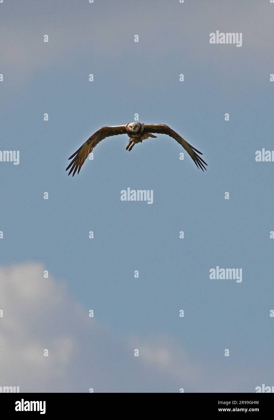 Western Marsh Harrier (Circus aeruginosus) adult female in flight with ...