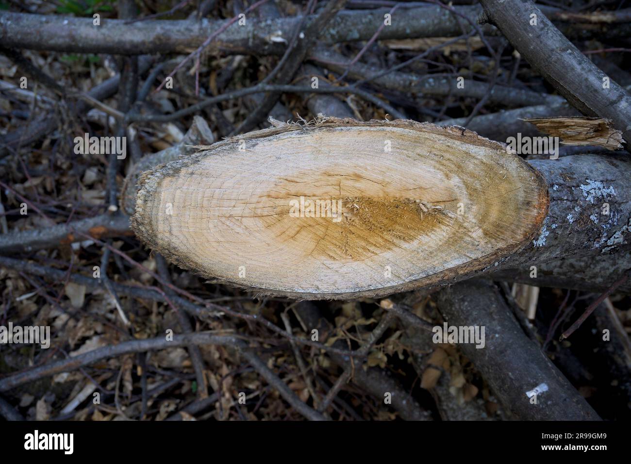 Rough garden branch texture hi-res stock photography and images - Alamy
