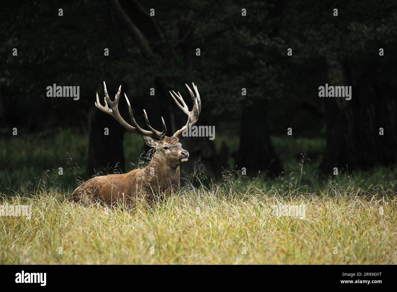 Sweden red deer hi-res stock photography and images - Alamy