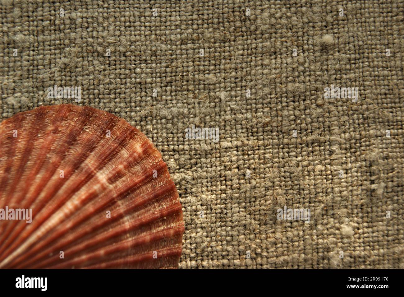 Shells in the corner of the background. Shell on natural linen fabric ...