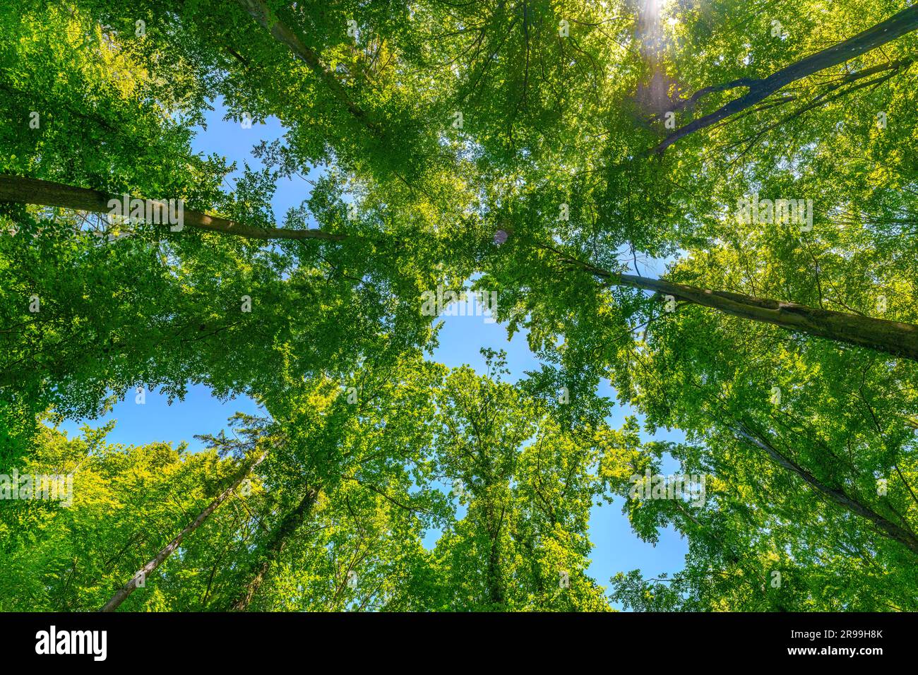 Springtime forest with setting sun shining through leaves and branches ...