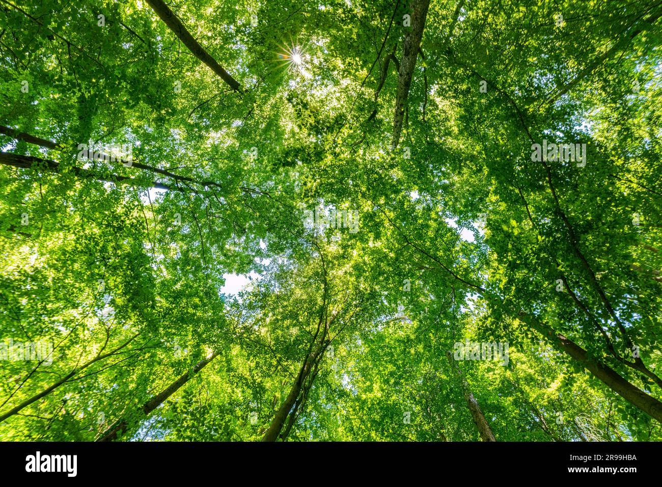 Springtime forest with setting sun shining through leaves and branches ...