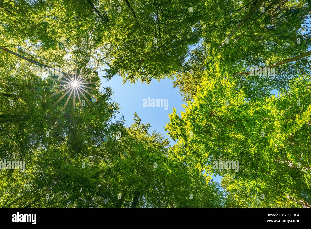 Springtime forest with setting sun shining through leaves and branches ...