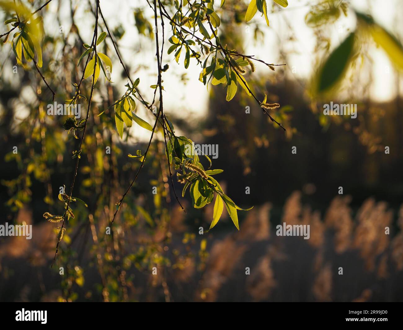 Photo taken during the golden hour to show the beauty of the nature ...