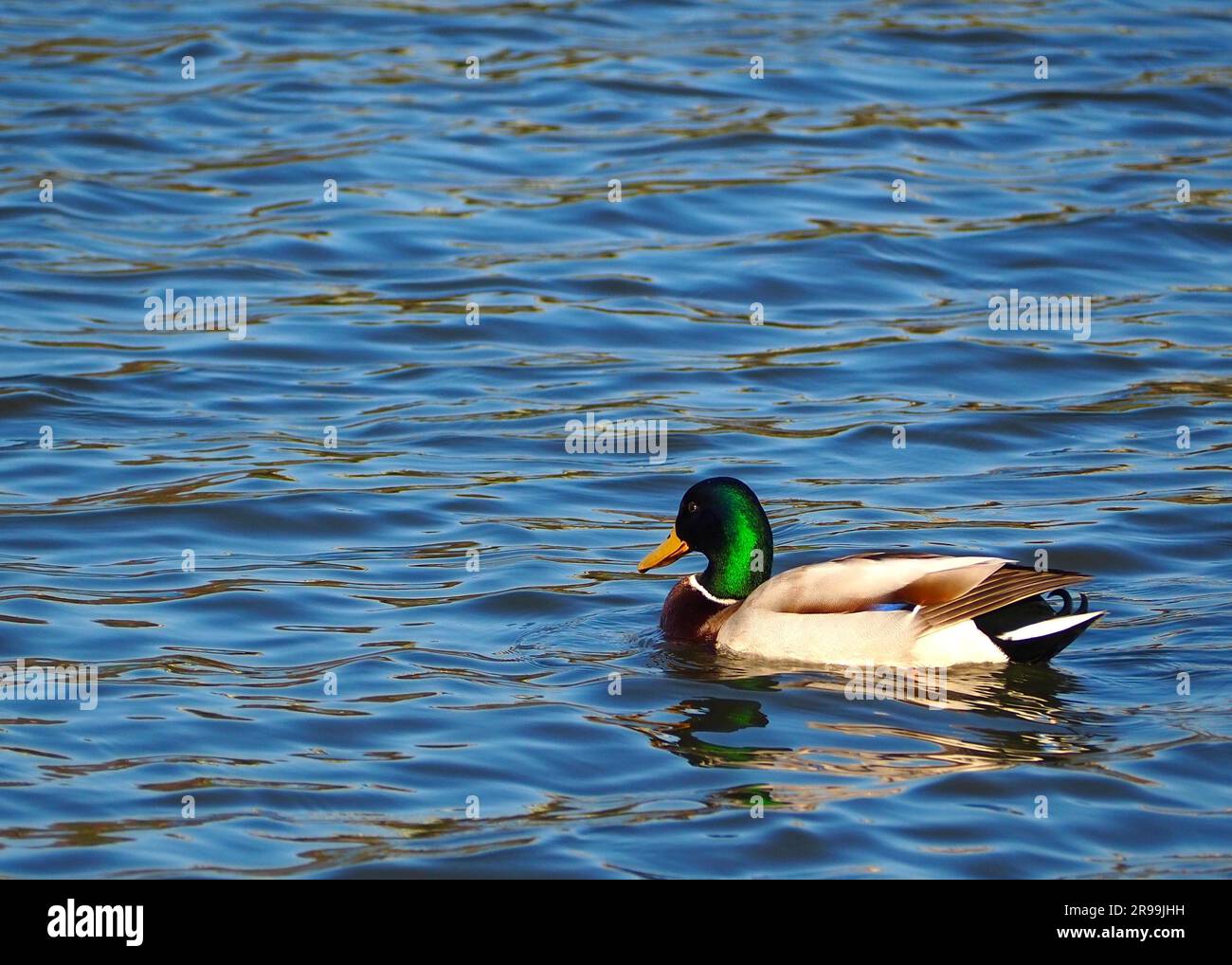 Beutiful view of the ducks rarely seen from the short distance in their ...