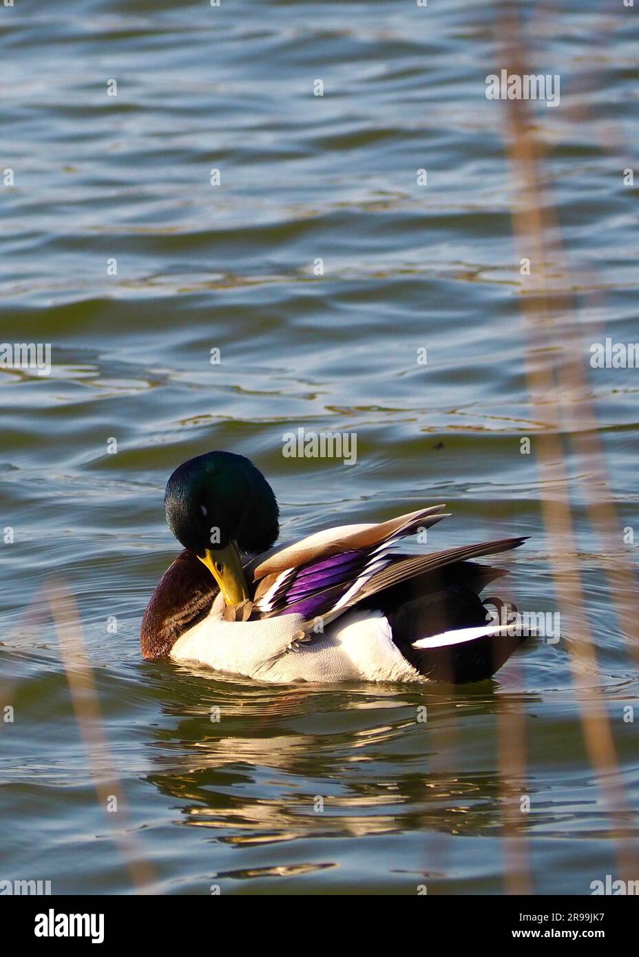 Beutiful view of the ducks rarely seen from the short distance in their natural habitat. The ...