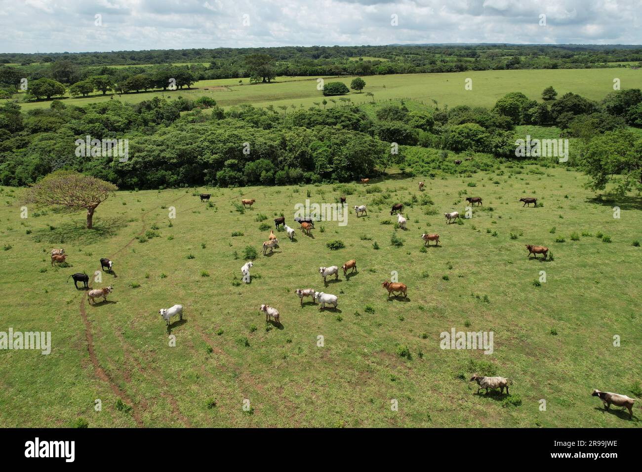 Growing farm animals theme. Different colors cows on meadow aerial ...