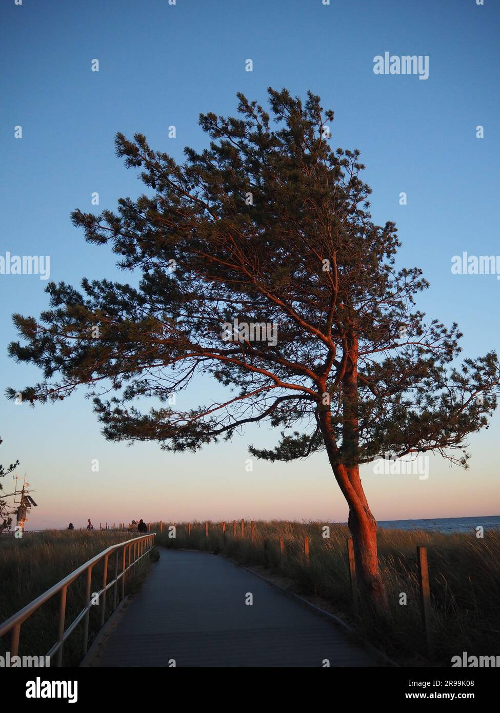 The tree in a seashore during the golden hour leaning over the path ...