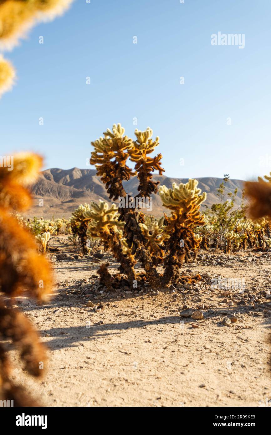 Large cholla cactus hi-res stock photography and images - Alamy