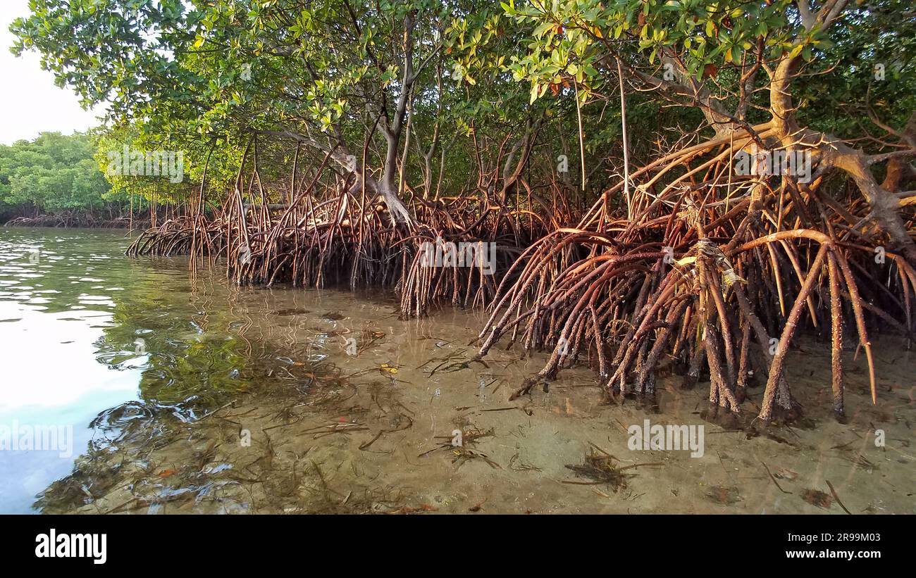 Red Mangrove Trees and roots in shallow water in Bear Cut on Key ...