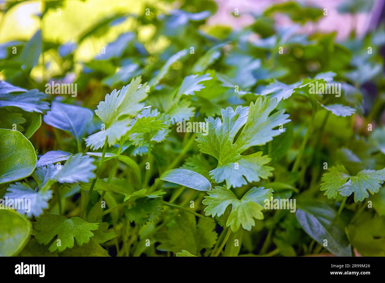 Fresh green coriander leaves.Cilantro banner background full image with ...