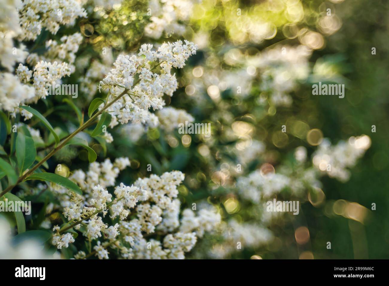 common privet with blurry background Stock Photo - Alamy
