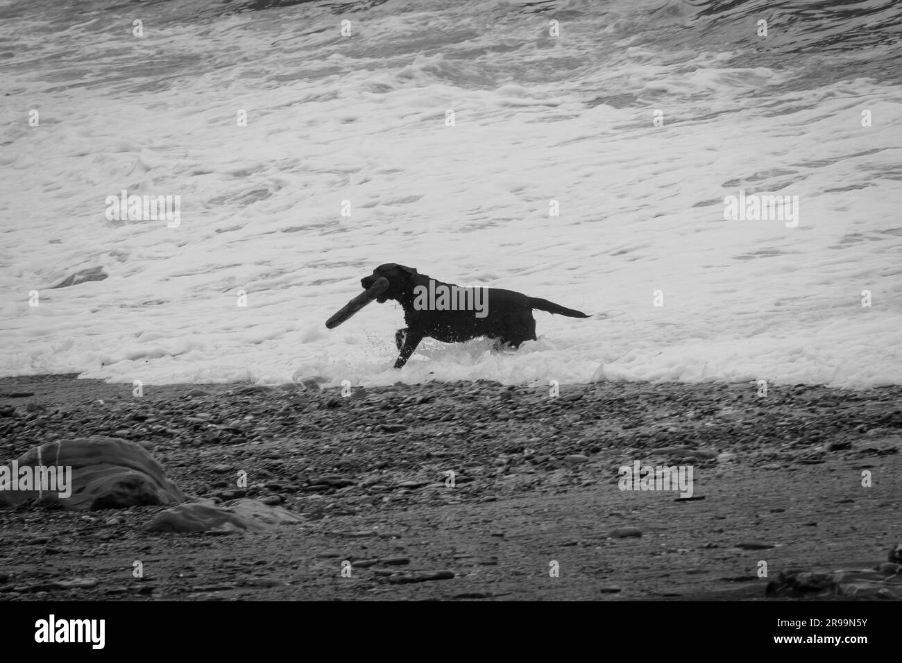A white and black dog running and playing fetch on a sun-soaked rocky ...