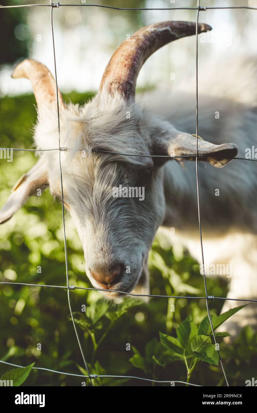 Qurbani Goat Farming For Qurbani Cows Goat Camel