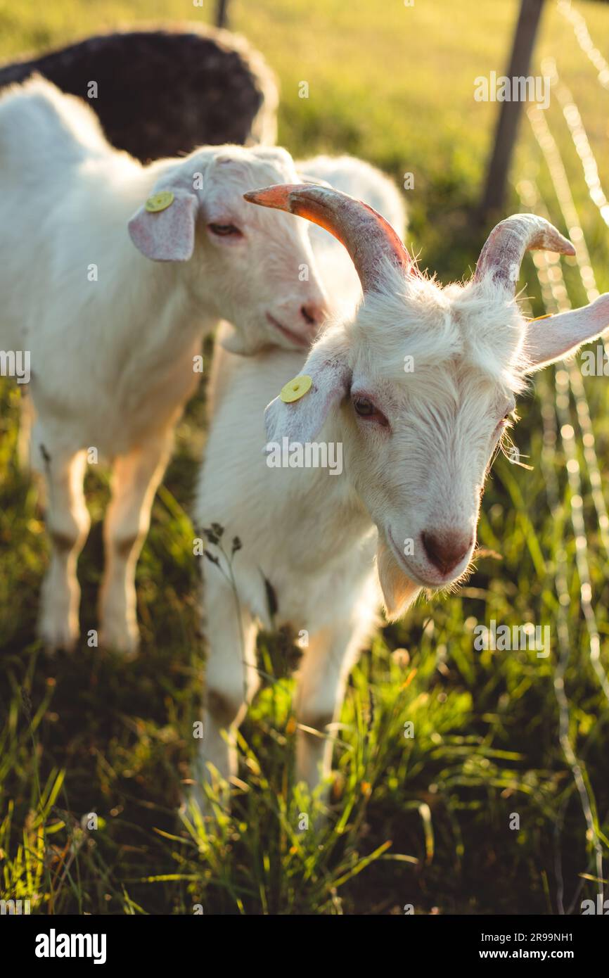 White goats graze together with a black horned ram in green grass in ...