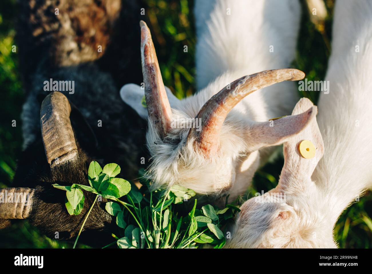 Black goats clover hi-res stock photography and images - Alamy