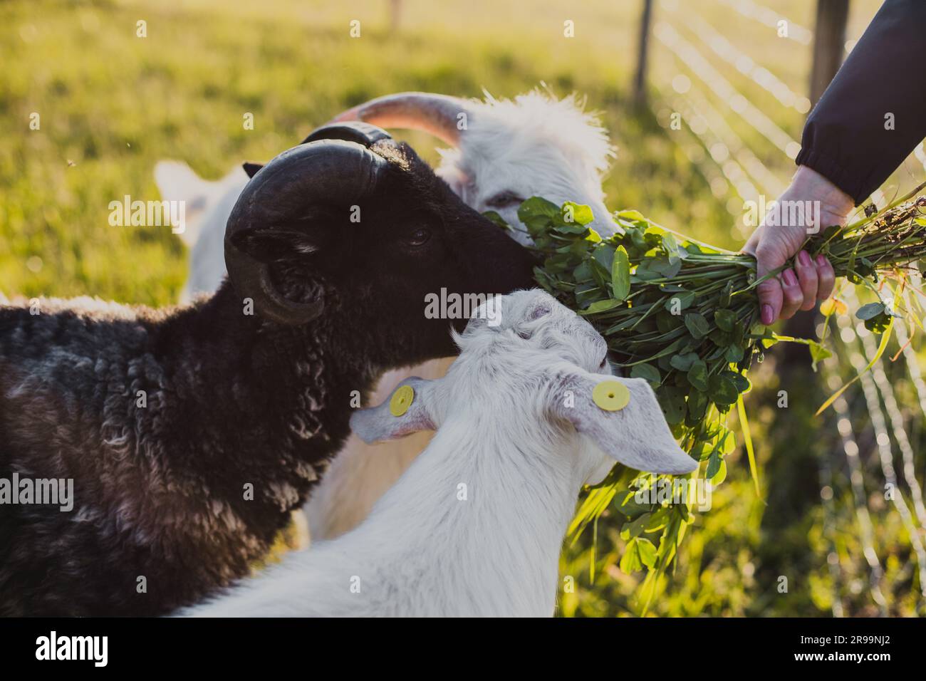 black ram with horns and white goats eat green grass clover given by a ...