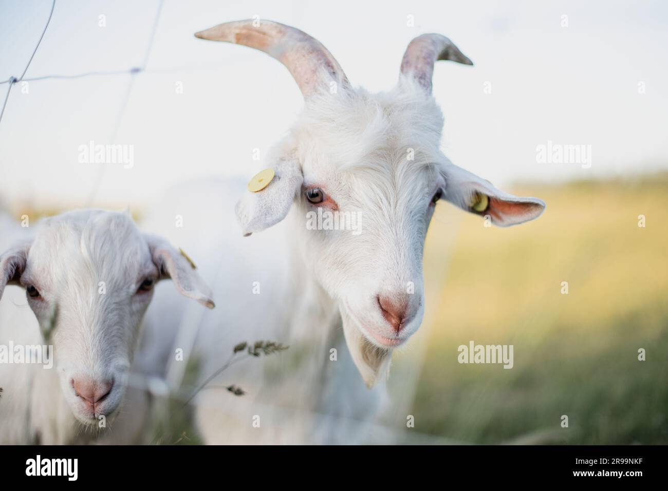 Close-up portrait of a white antlered goat looking directly into the ...