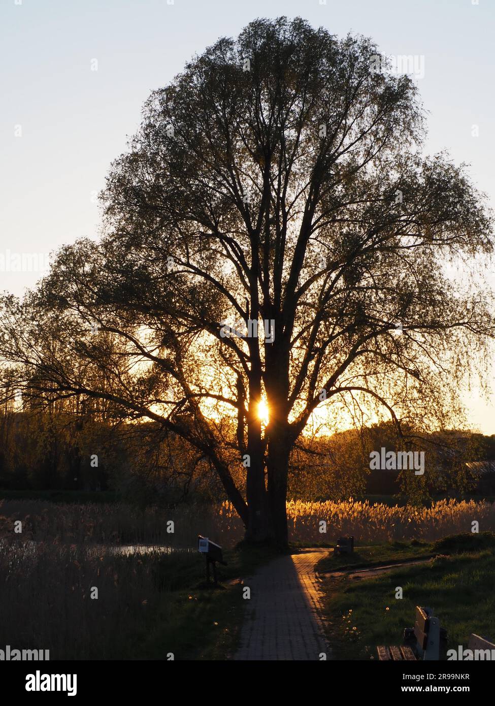Sunset seen through the branches of the tree with rays of light cast ...