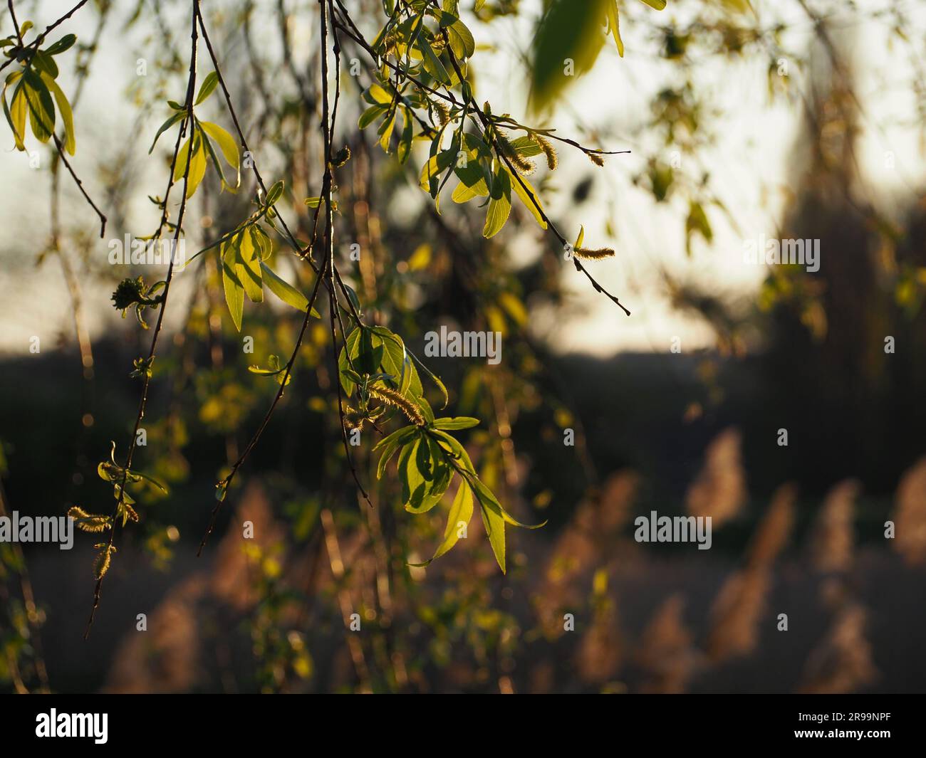 Photo taken during the golden hour to show the beauty of the nature ...