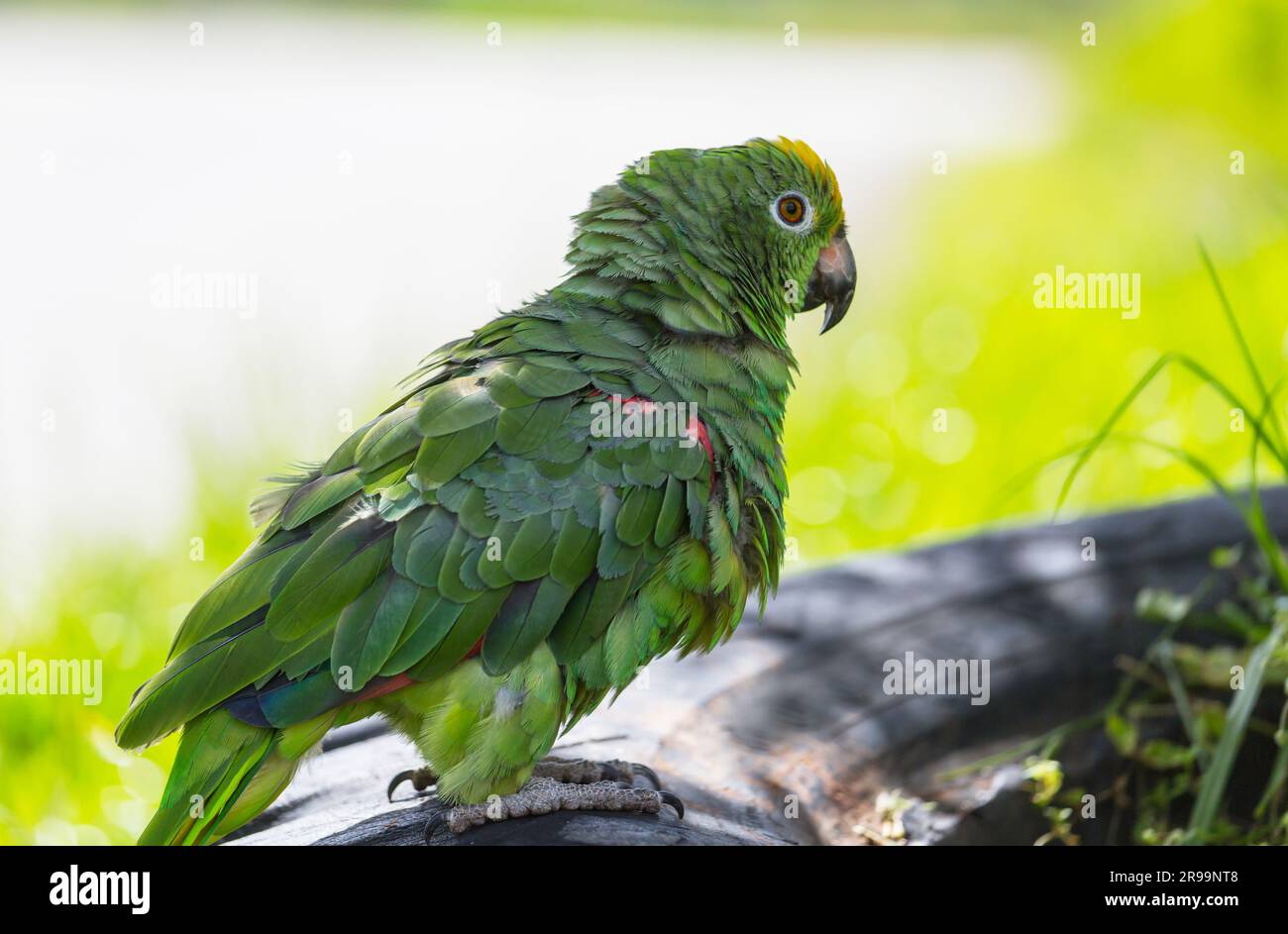 The yellow-crowned amazon or yellow-crowned parrot is a species of ...