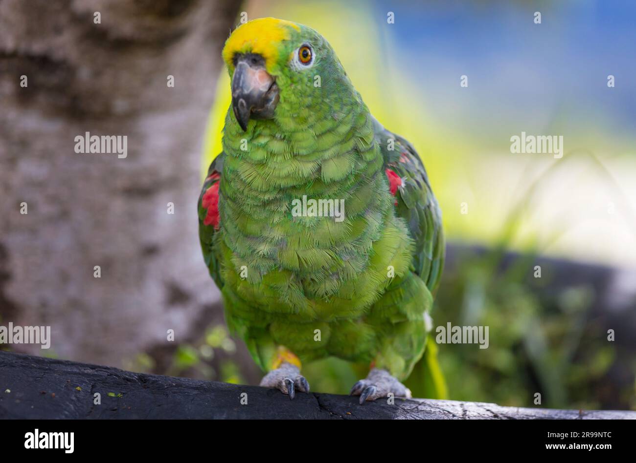 The yellow-crowned amazon or yellow-crowned parrot is a species of ...