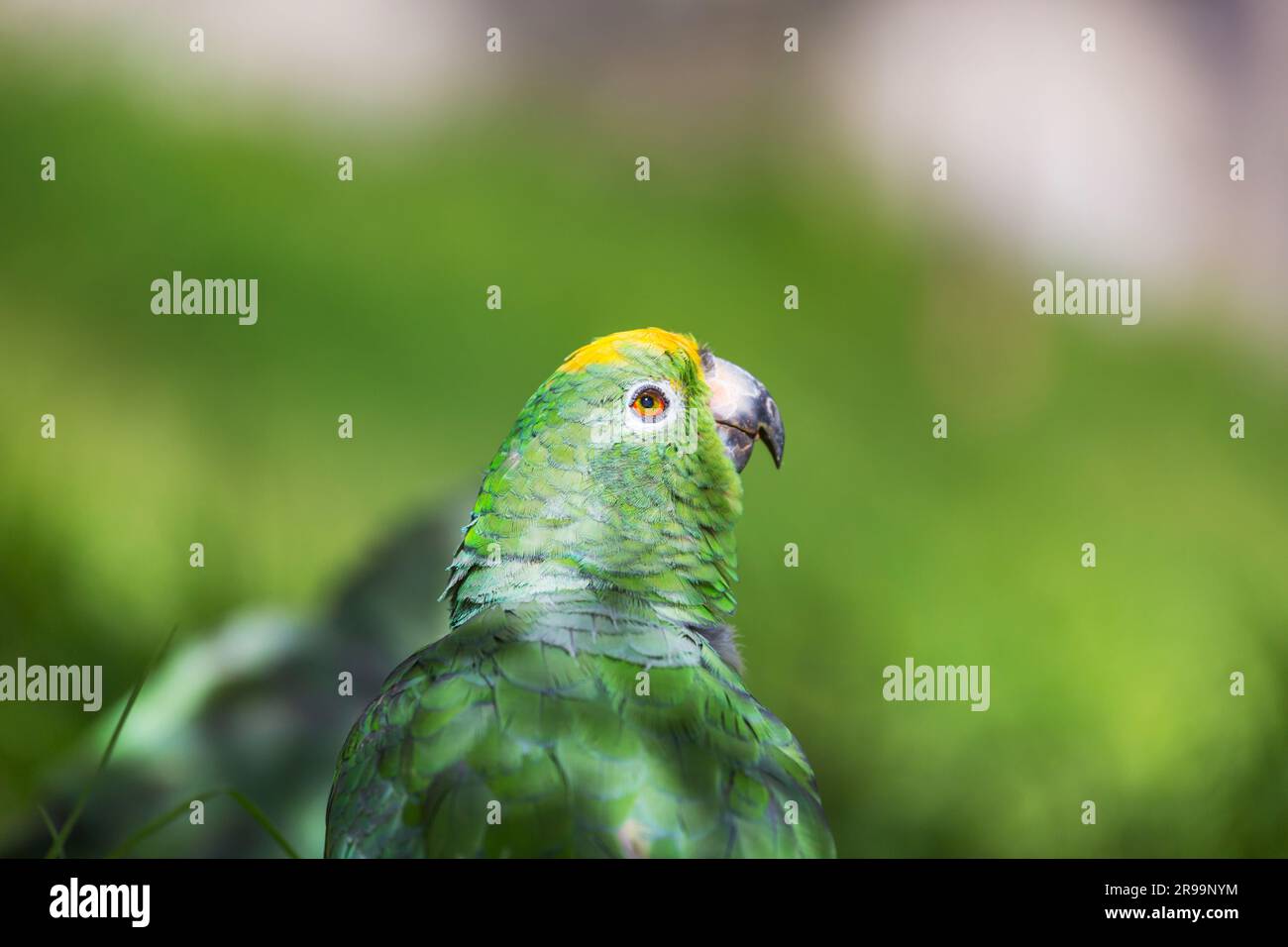 The yellow-crowned amazon or yellow-crowned parrot is a species of ...