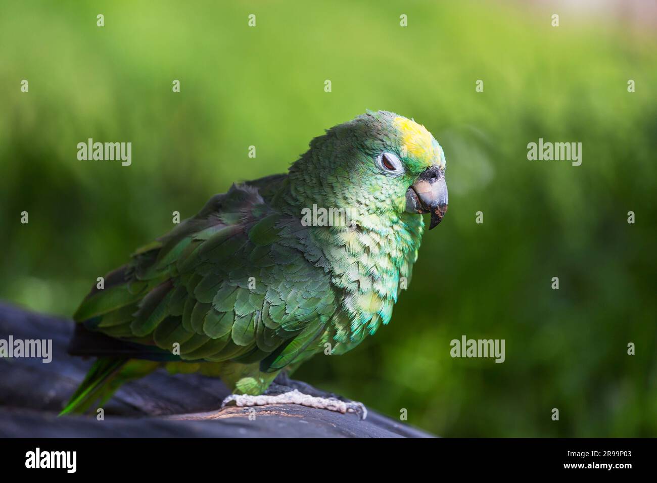 The yellow-crowned amazon or yellow-crowned parrot is a species of ...