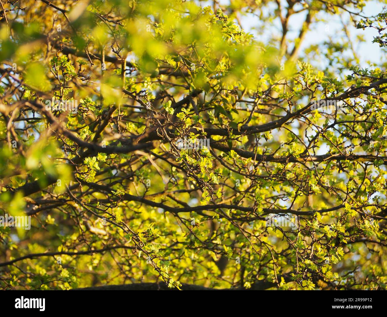 Beautiful nature photos of trees during the golden hour. you can see ...